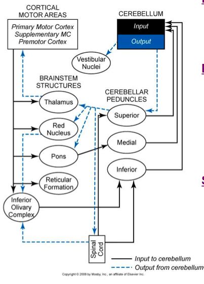 Speech Production And Perception Neurological Bases Of Communication