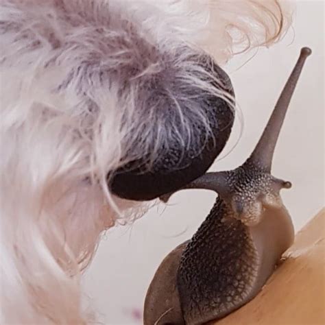 Types Of Sniffing