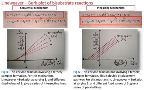 Lineweaver Burk Plotpptx Chemistry Science