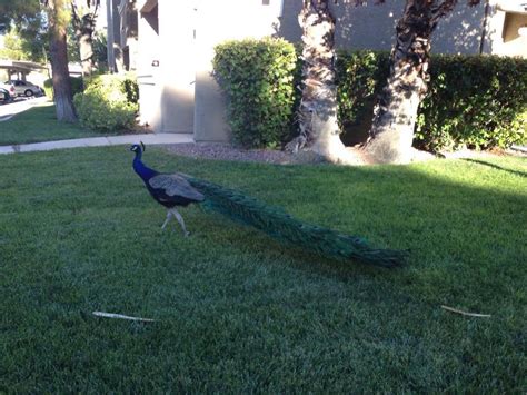 Are Peacocks Native To Las Vegas I Just Saw One Yesterday And Today