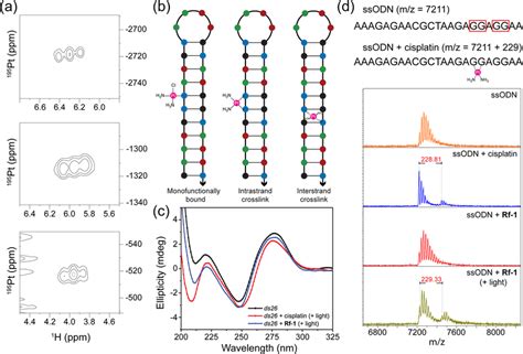 A ¹h¹⁹⁵pt Hsqc Nmr Spectra Of Light Irradiated Rf 1 Spectra Were