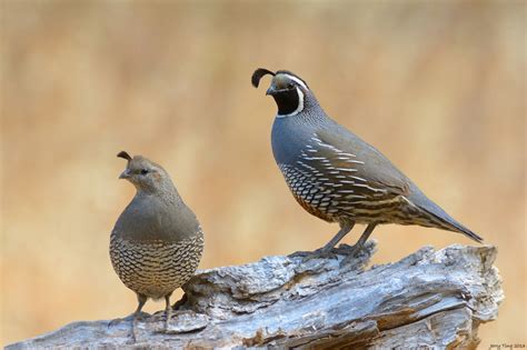 California Quail Friends Of Edgewood
