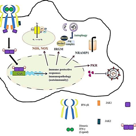Protective Effects Of Ifn γ Ifn γ Primes The Macrophage To Improve Its