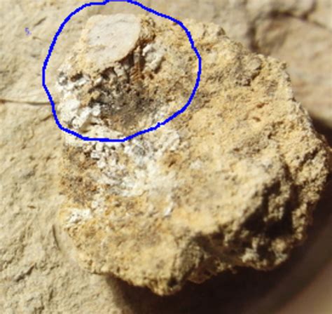 What Are These Tiny Fossils Fossil Id The Fossil Forum