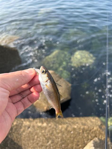 エギング絶好調 和歌山県 千田漁港 エギング アオリイカ 陸っぱり 釣り・魚釣り 釣果情報サイト カンパリ