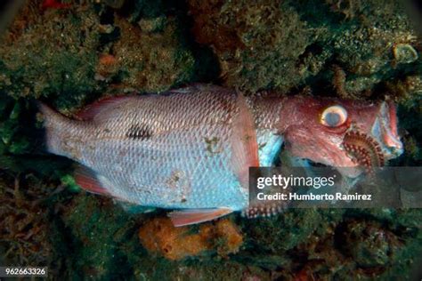 Segmented Worm Photos And Premium High Res Pictures Getty Images