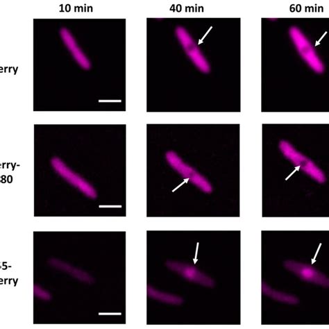 Localization Of Mcherry Fluorescent Protein And Gp180 And Gp55 Mcherry Download Scientific