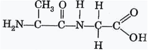 Structure Of Dipeptide