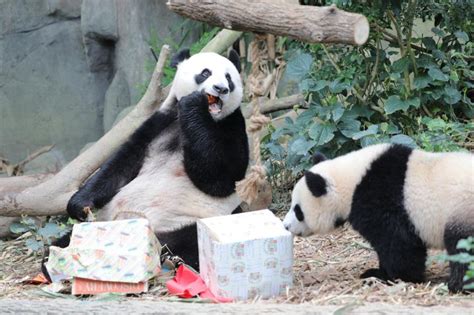 River Wonders Giant Pandas Jia Jia And Kai Kai To Extend Their Stay In