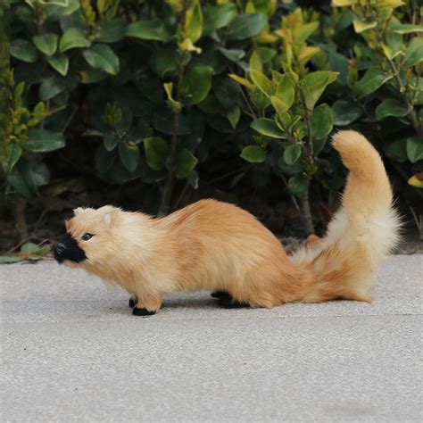 真皮仿真黄鼠狼模型黄鼬标本模型道具教学道具标本家居装饰虎窝淘