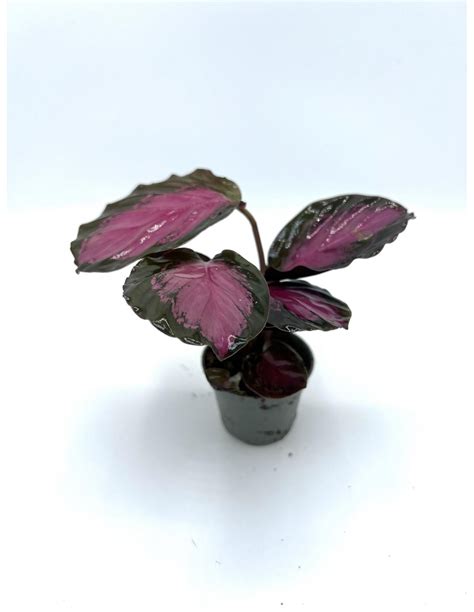 8 Piante Di Calathea Ros Illustr Vaso 6cm Agricola Mondo Piante