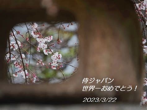 Wbc 侍japan世界一！優勝おめでとう 2023322 Tokyo むっちゃんの花鳥蝶風月 （ 鳥・猫・花・空・山