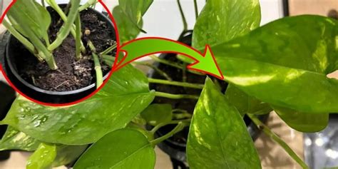 Voici comment maintenir un pothos en bonne santé Top Recettes