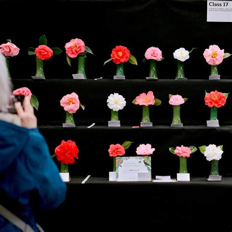Cornwall Garden Society 2025 Spring Flower Show The Royal Cornwall