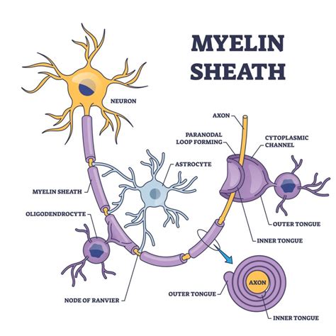 Myelinated Axon Diagram