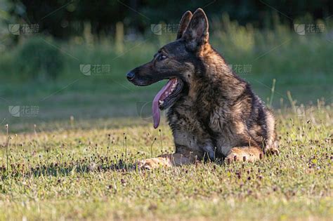 躺在户外的德国牧羊犬