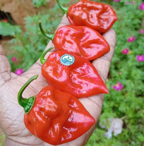 නයිමිරිස් පොහොර බාවිතය නයිමිරිස් වගාව සහ අපනයනය Facebook