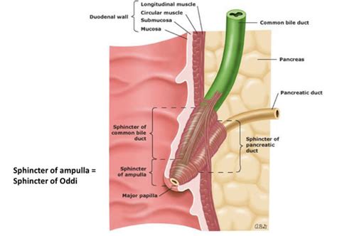 Pancreatitis Pathophys Flashcards Quizlet
