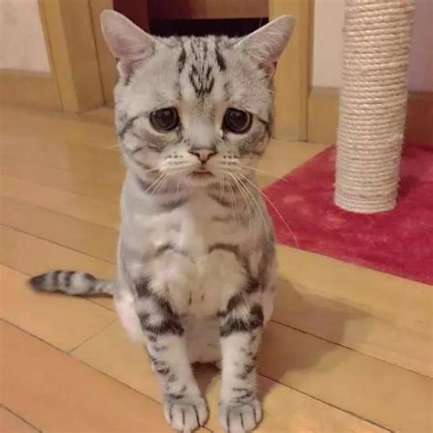 委屈猫走红网络 卖萌可怜画面激萌 搜狐新闻