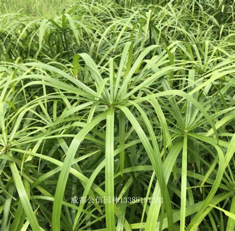 旱伞草（水竹）基地，旱伞草（水竹）价格 成都公信园林绿化工程有限公司