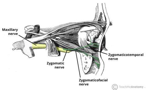 Zygomatic Nerve Course Supply Teachmeanatomy