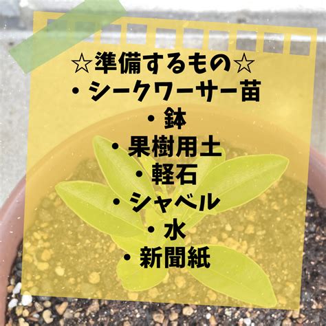 シークワーサー栽培記 No3 植え替え 自社農園 シークワーサーの実 沖縄シークヮーサー本舗