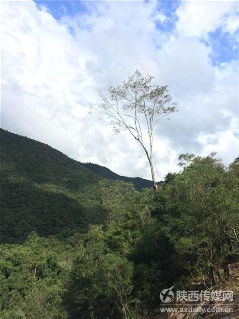 發現美好新海南 醉氧昌江霸王嶺 期待邂逅長臂猿 每日頭條