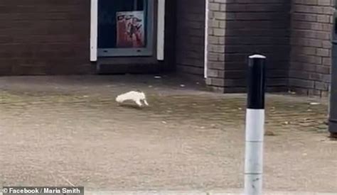 Rare White Squirrel With A One In 100000 Genetic Mutation Is Spotted