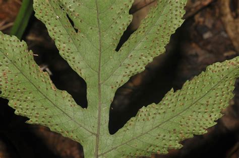 Tectaria Decurrens Tectariaceae