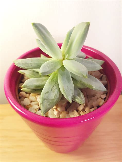 Reconnaitre Et Nommer Les Succulentes Et Les Plantes Grasses