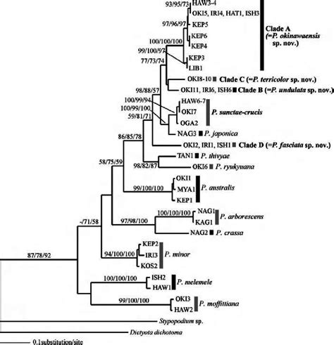 maximum likelihood ml tree based on cox 3 gene sequences numbers at