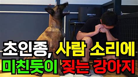 초인종만 울리면 사람소리만 나면 미친듯이 짖는 강아지 어떡하지 Youtube