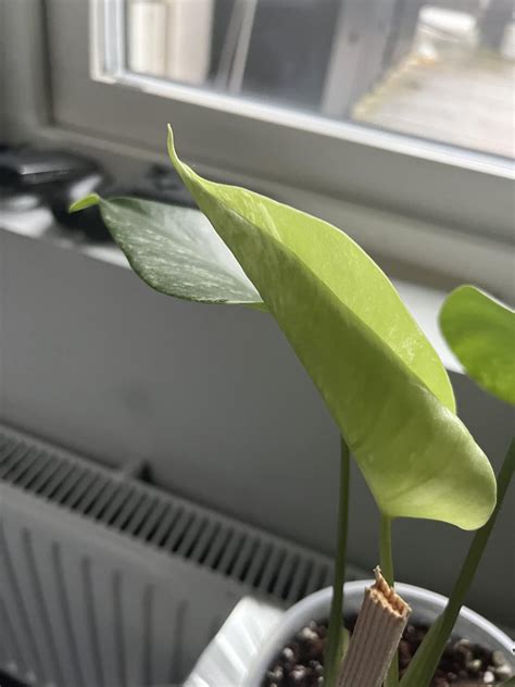 My Recently Purchased Monstera Albo Ive Been Super Paranoid About It