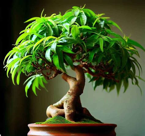 How To Make A Bonsai Mango Tree Unleashing Your Inner Ninja