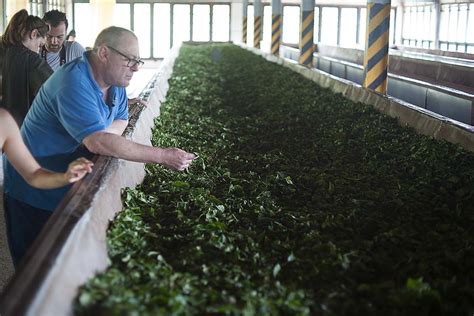 Produkcja herbaty czarnej Kurs na herbatę