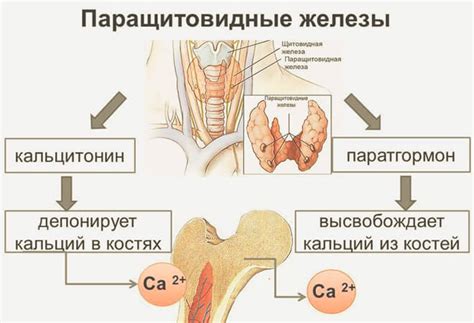 Кальцитонин: для чего нужен гормон, где содержится