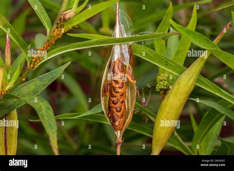 Closeup Of Swamp Milkweed Seedpod And Seeds Wildflower Garden Plant Conservation And Nature