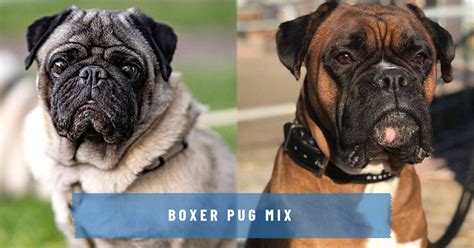 Boxer Pug Mix Power And Passion In One Dynamic Duo 2025