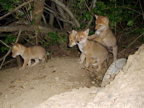 Nature Of A Man Coyote Cute