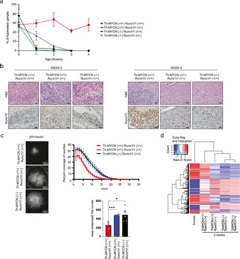 The Transcriptional Co Repressor Runx1t1 Is Essential For Mycn Driven
