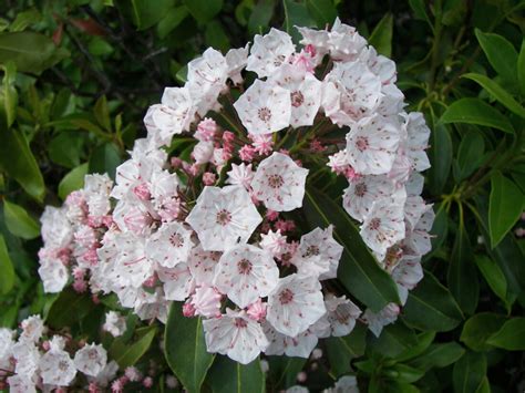 Reflections In Nature The Mountain Laurel Is Pennsylvanias State