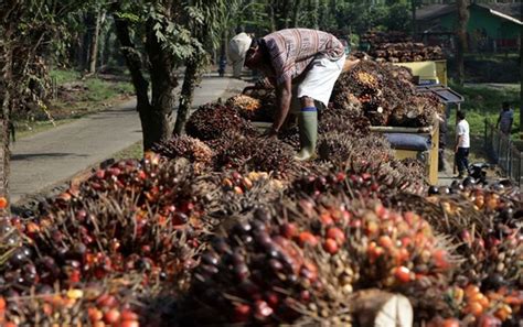 Dakwa Guna Buruh Paksa As Larang Import Minyak Sawit Malaysia