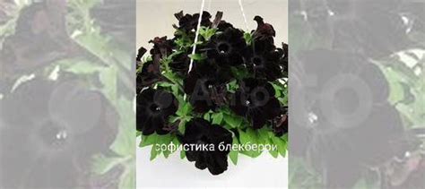 Петуния купить в Улан Удэ Товары для дома и дачи Авито