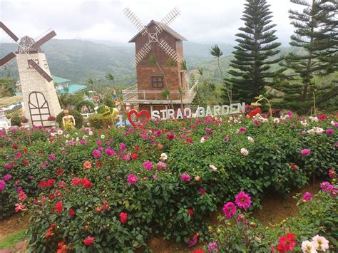 2023 Guide The Original Sirao Garden Little Amsterdam In Cebu City