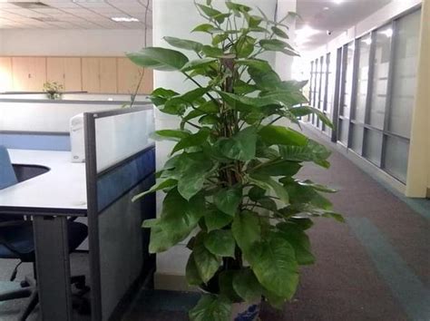 辦公室綠色植物擺放有哪些講究 每日頭條