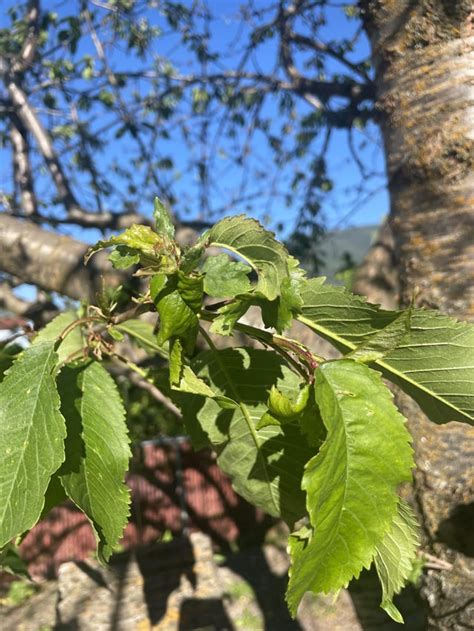 Whats Wrong With My Cherry Tree Rarborists