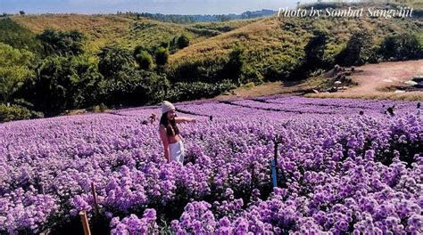 ทุ่งดอกมากาเร็ต ไฮเดรนเยียคาเฟ่ สวยราวกับอยู่ฮอกไกโด