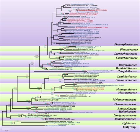 Fig 1 Phylogenetic Tree Faces Of Fungi