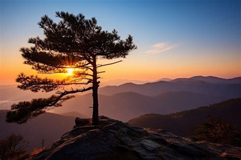 거대한 소나무가 산에 서 있다 큰 소나무 고화질 사진 사진 공장 배경 일러스트 및 사진 무료 다운로드 Pngtree