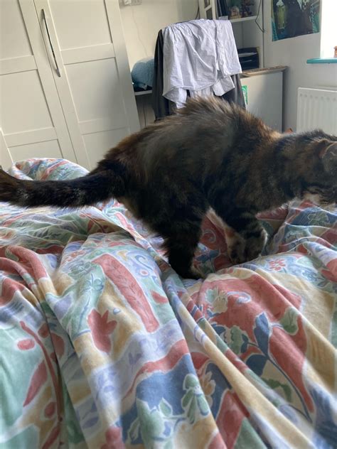 Cat Is Pulling Out Hair Rcatcare